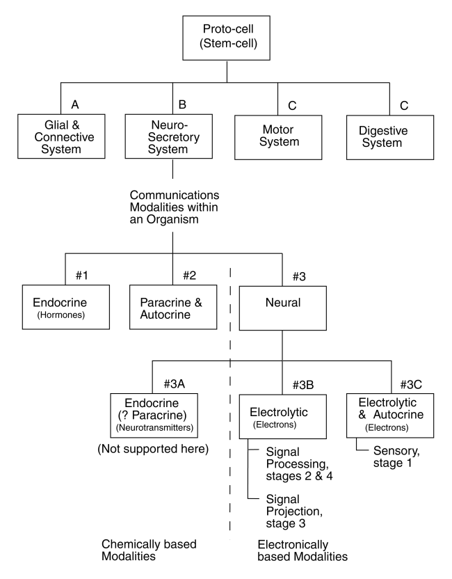 Differentiation of a neuron from a stem-cell